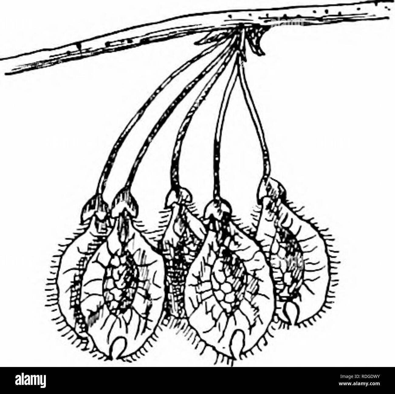 . Our native trees and how to identify them; a popular study of their ...