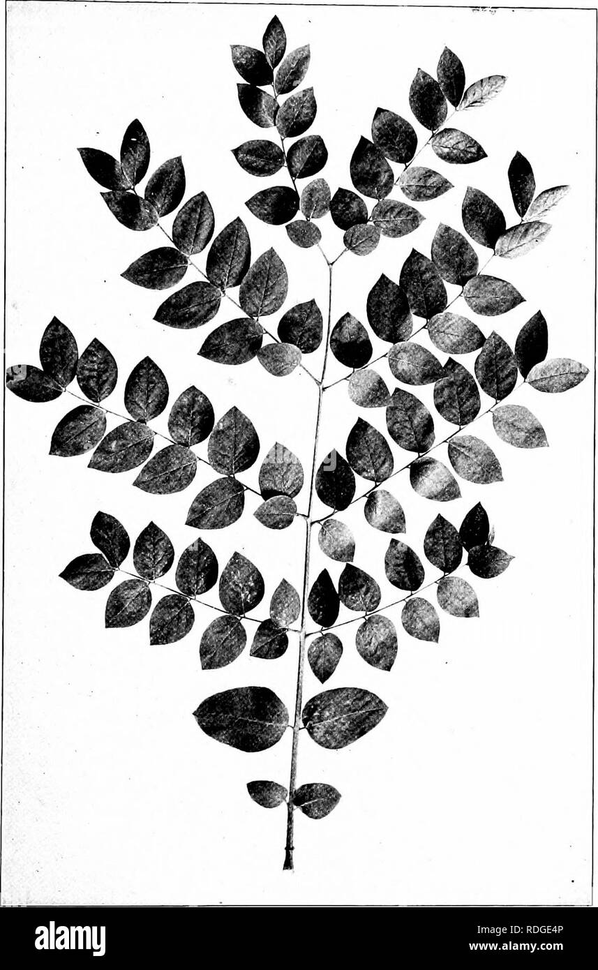 . Our native trees and how to identify them; a popular study of their ...
