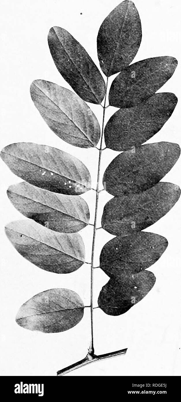 . Our native trees and how to identify them; a popular study of their ...