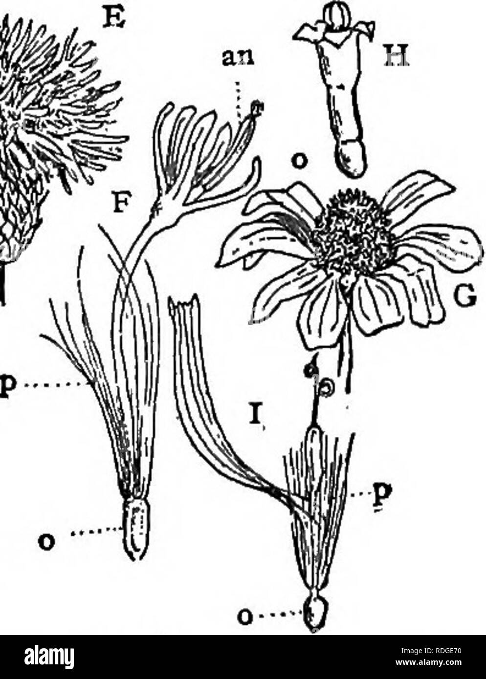 Spur flax hi-res stock photography and images - Alamy