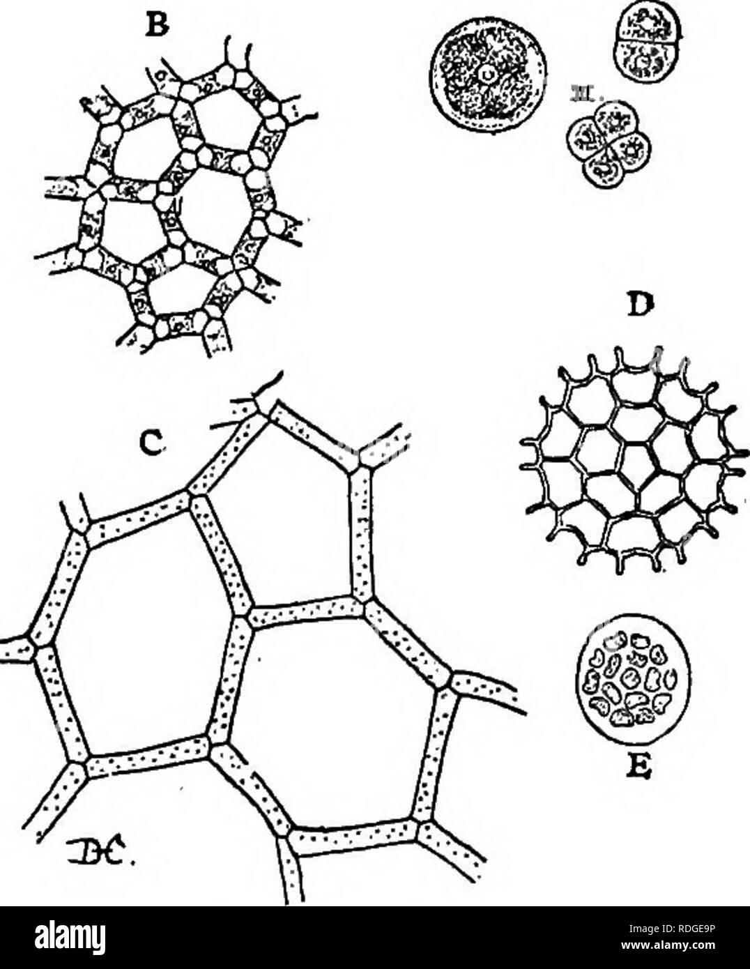 Water net algae Black and White Stock Photos & Images - Alamy