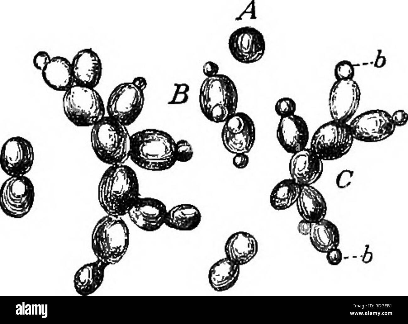Yeast cell structure hi-res stock photography and images - Alamy