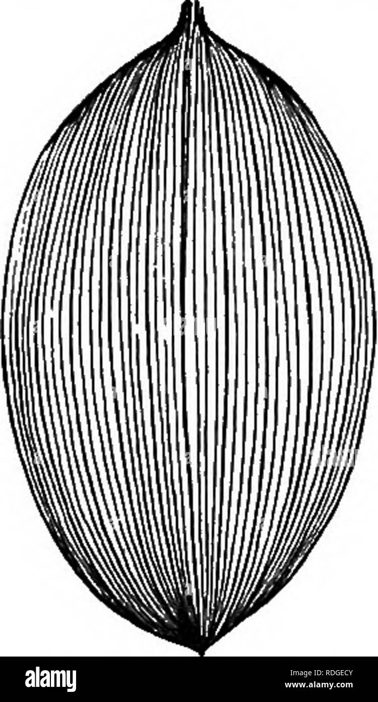 . Foundations of botany. Botany; Botany. 136 FOUNDATIONS OF BOTANY. Fig ...