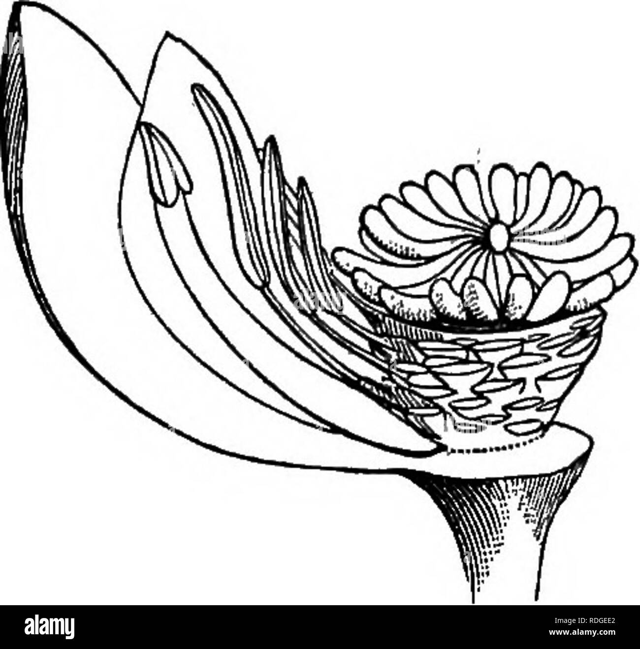 Flower cross section diagram hi-res stock photography and images - Alamy