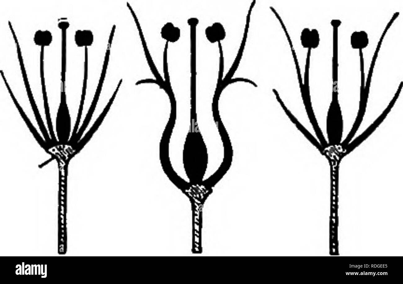 . Elements of botany. Botany; Botany. 150 ELEMENTS OE BOTANY. through ...