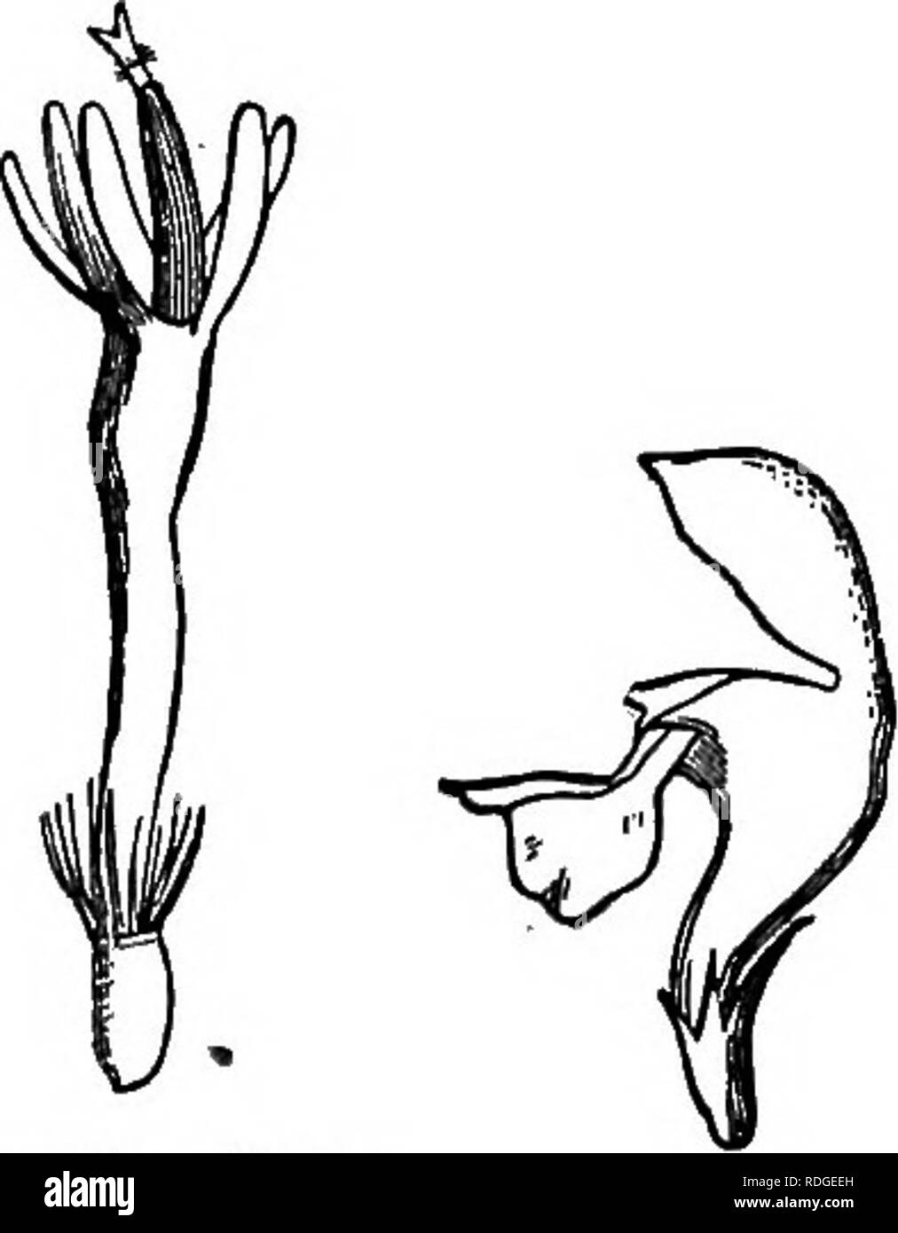 . Elements of botany. Botany; Botany. 148 ELEMENTS OF BOTANY. three ...