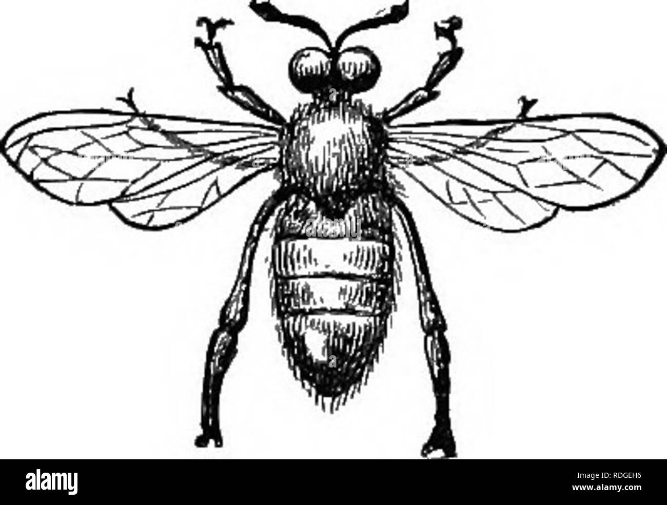 Bee vibration hi-res stock photography and images - Alamy