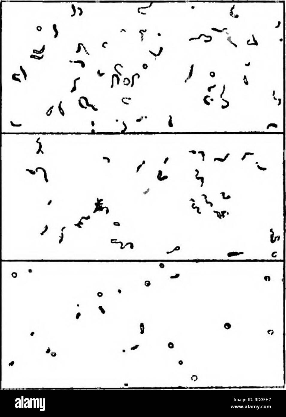 Spirochaete bacteria hi-res stock photography and images - Alamy