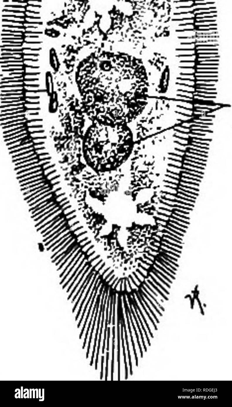 . Microbes & toxins. Bacteriology; Toxins; Antitoxins. Fig. 40.âAmoeba ...