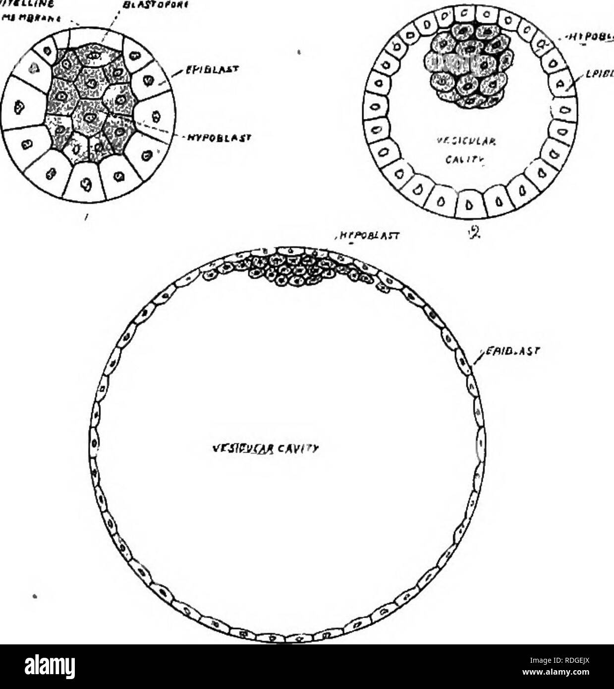 Rabbit Embryo Development
