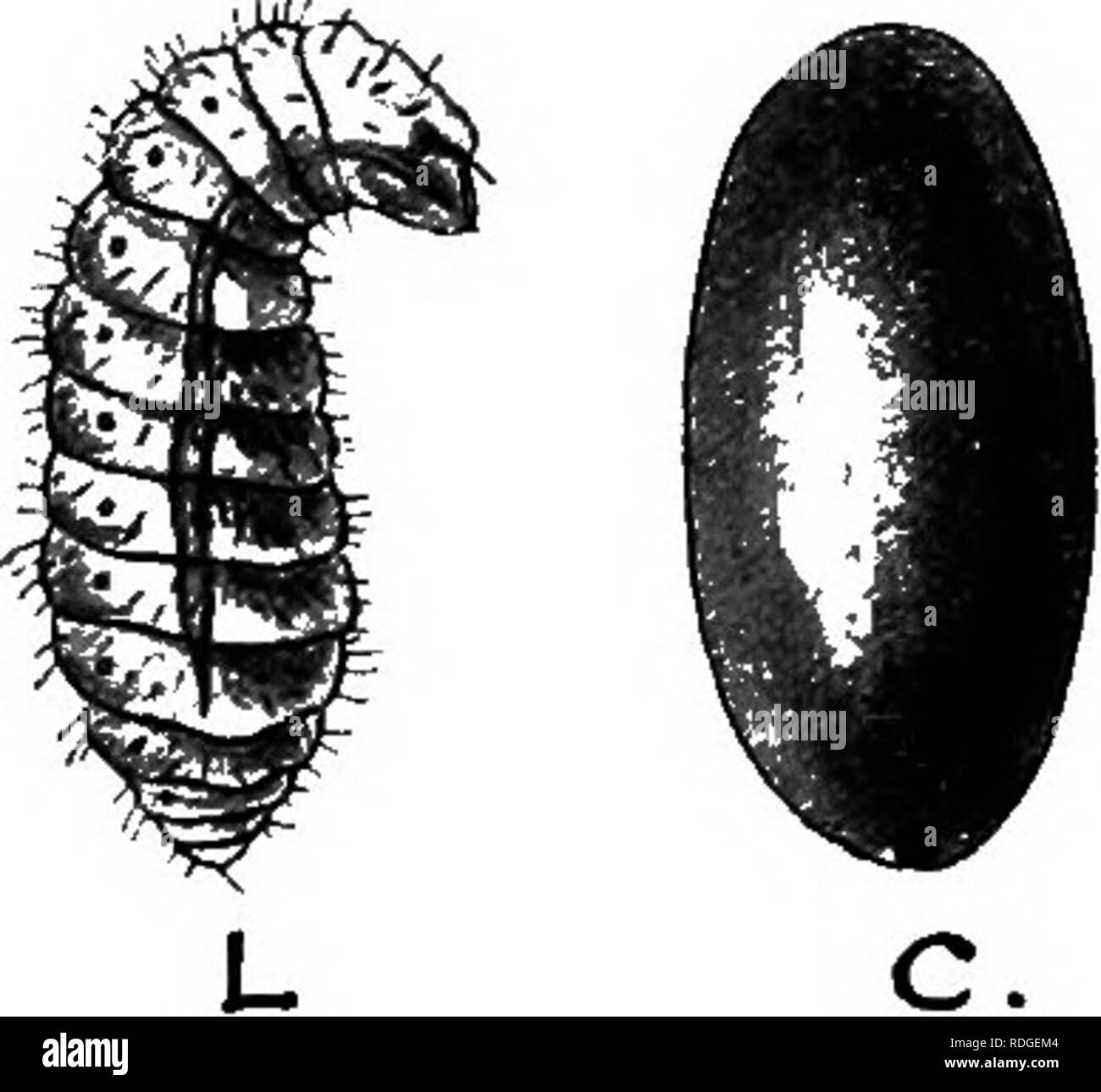 Reproductive stage ant Black and White Stock Photos & Images - Alamy
