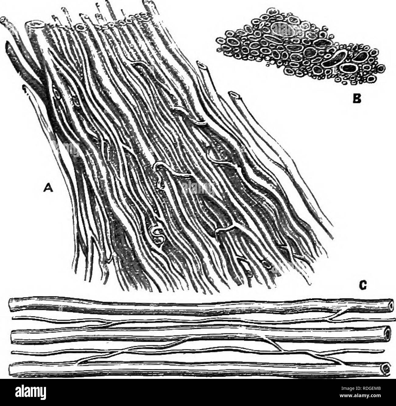 Retia mirabilia hi-res stock photography and images - Alamy