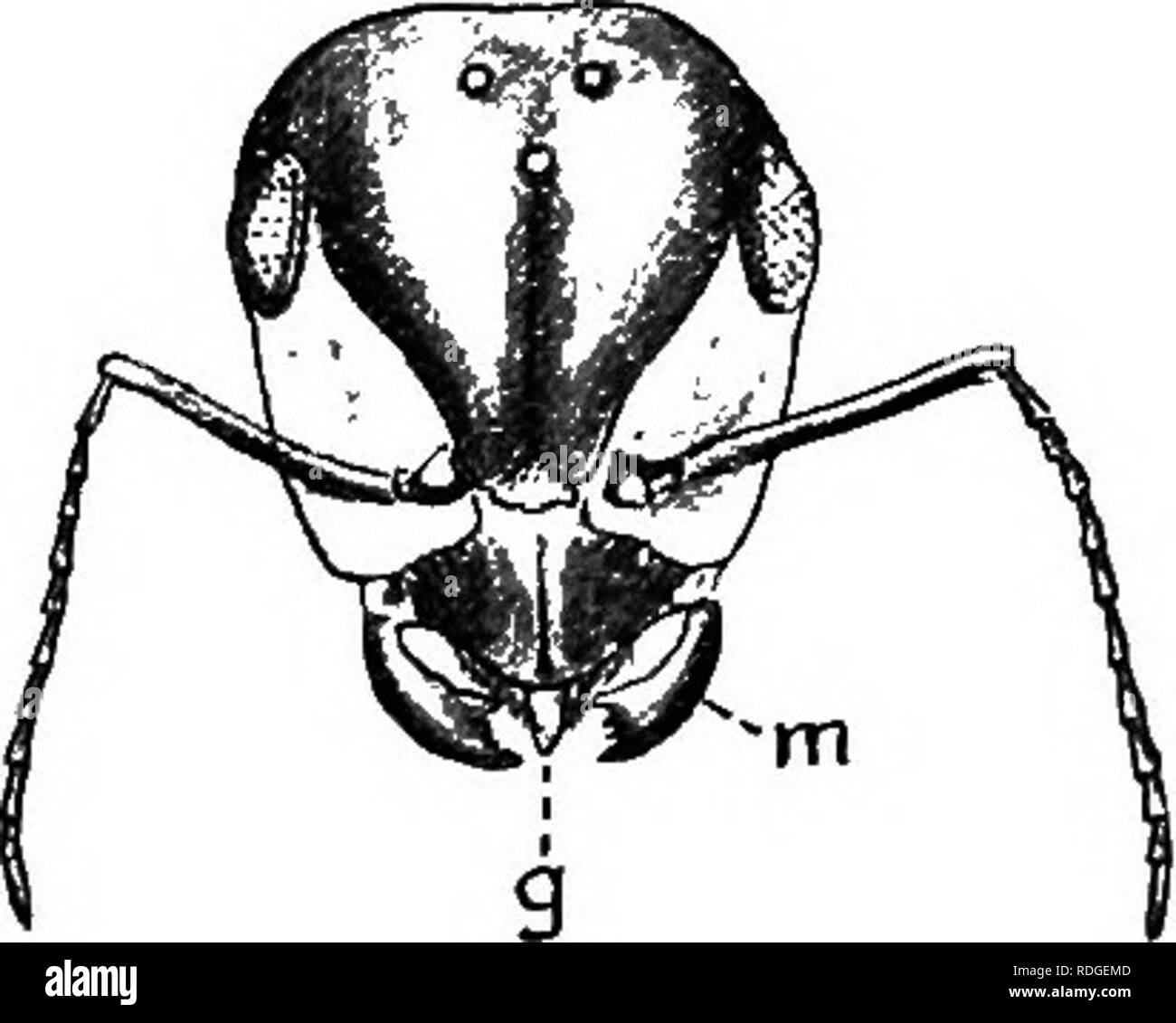 Male queen worker ant hi-res stock photography and images - Alamy