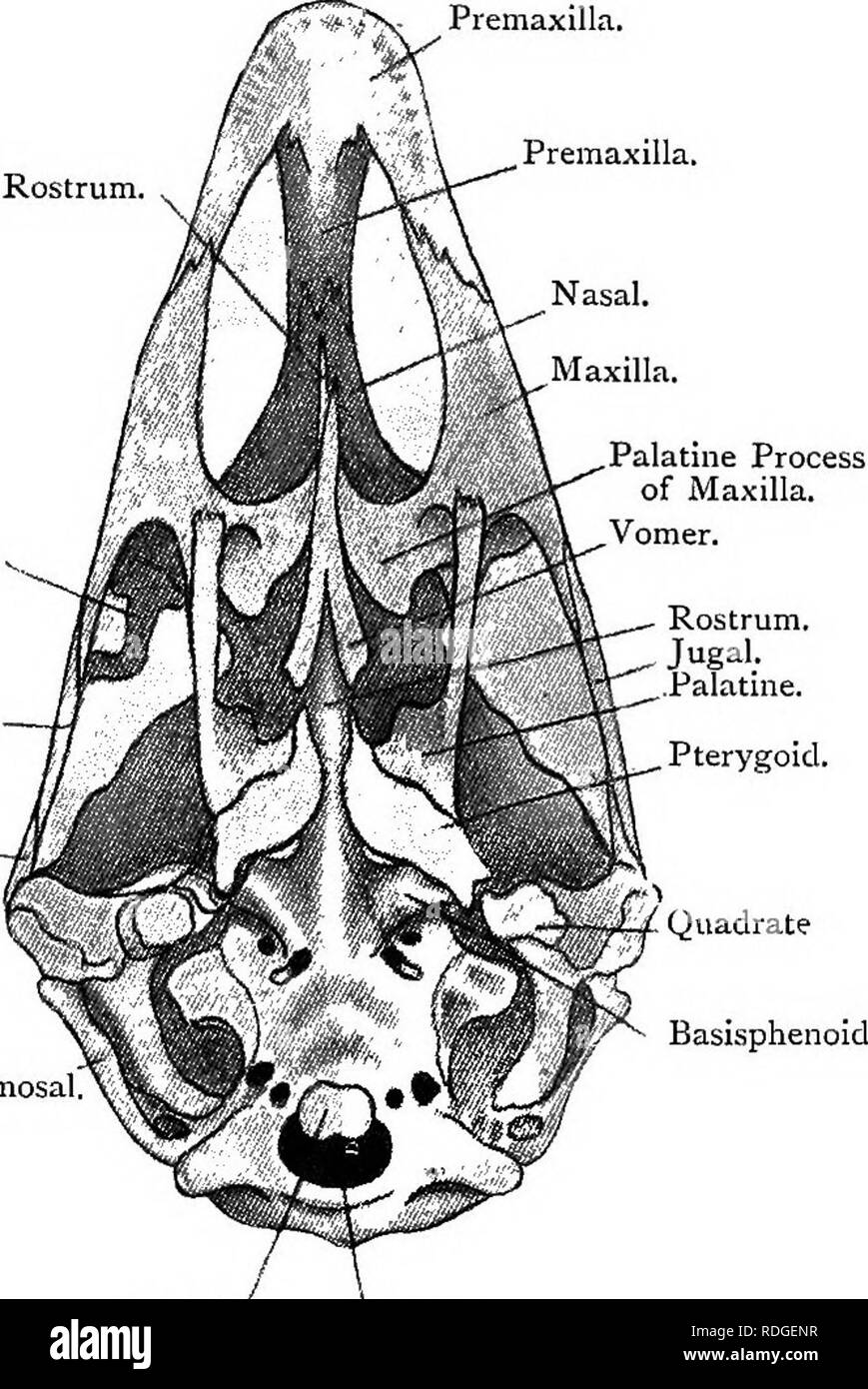 Occipital Condyle Bird