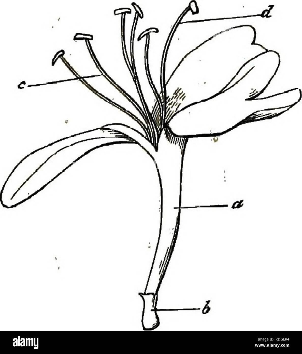 . Wayside weeds, or, Botanical lessons from the lanes and hedgerows ...