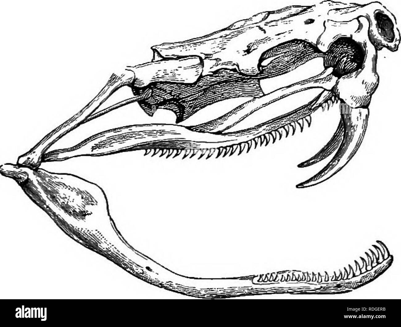 Acrodont hi-res stock photography and images - Alamy
