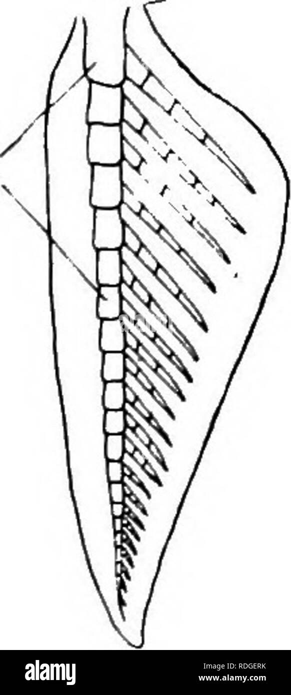 . Elementary text-book of zoology. 436 CHORD ATA. The paired fins show ...