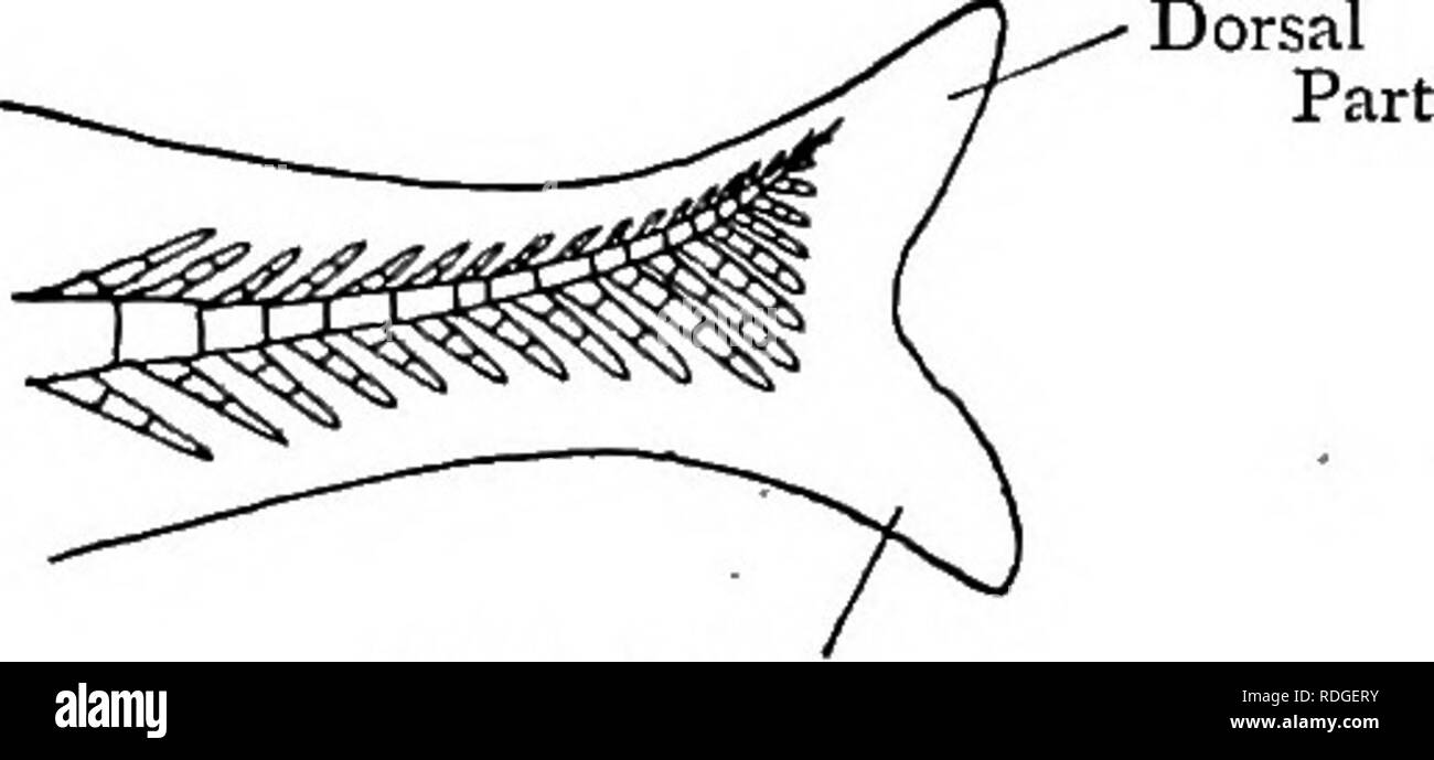 Showing dorsal fin Black and White Stock Photos & Images - Alamy