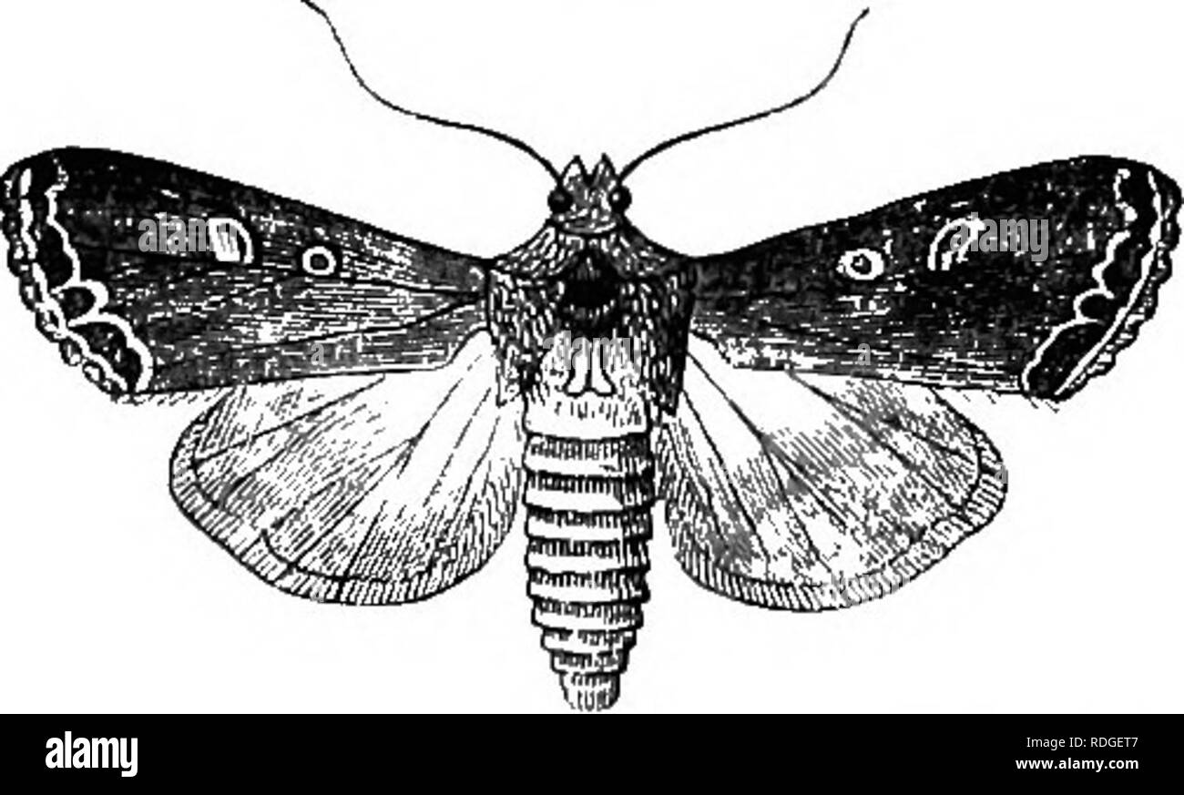 Diamond back moth caterpillar Black and White Stock Photos & Images - Alamy