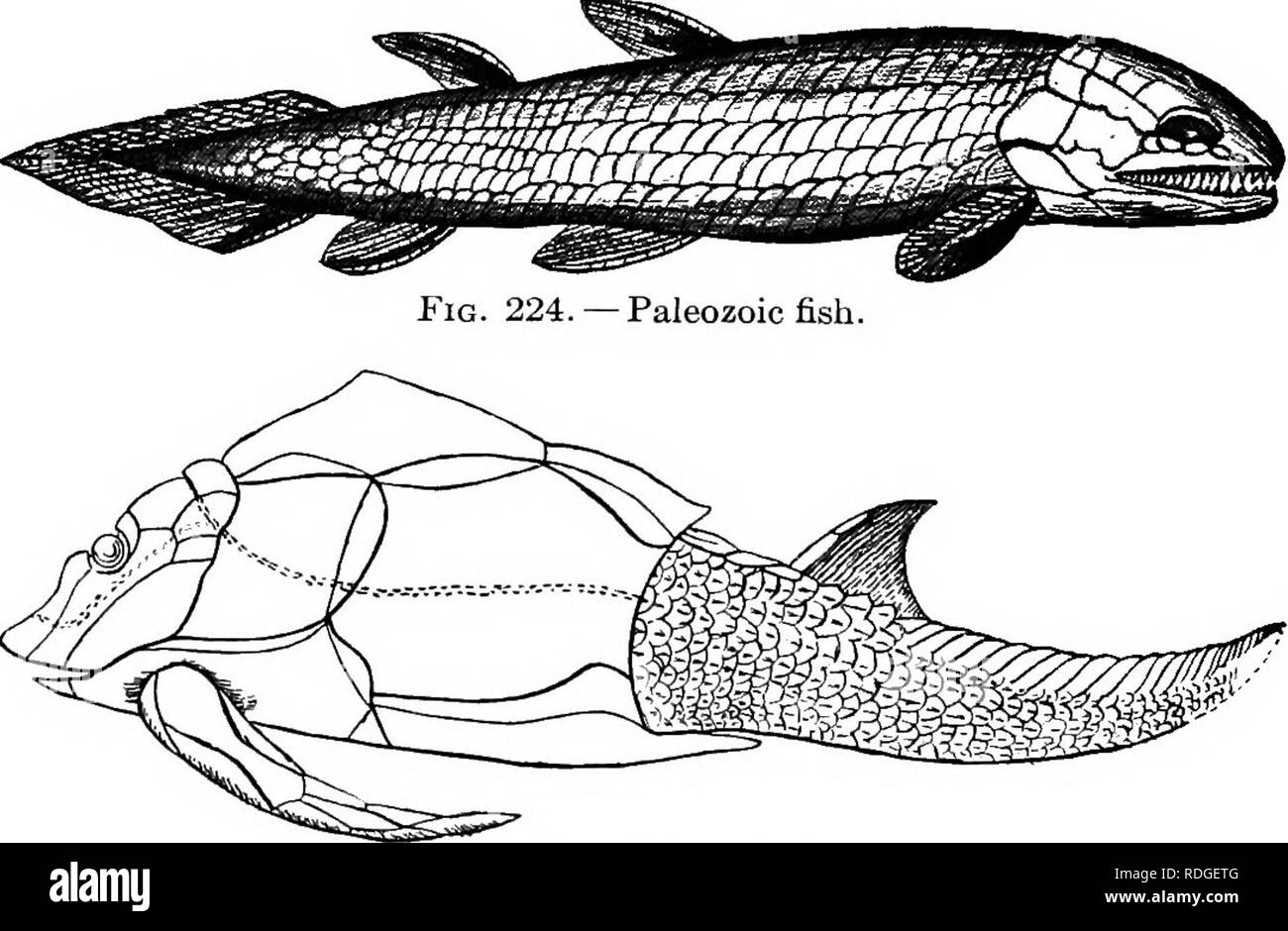 Paleozoic Era The Beginning