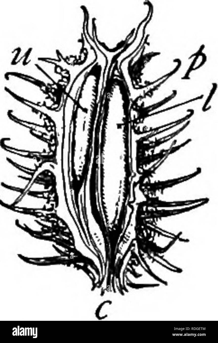 Cocklebur seeds hi-res stock photography and images - Alamy