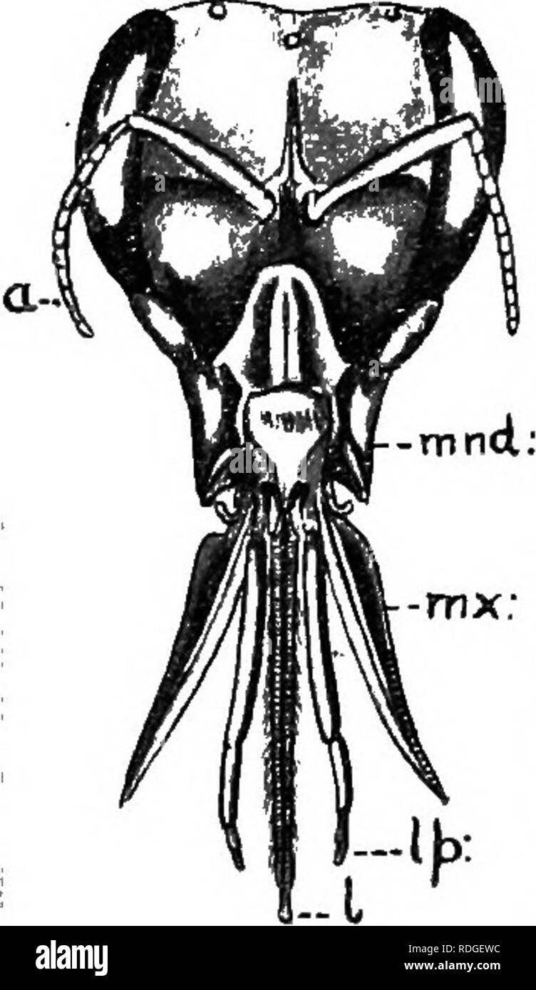 . An introduction to zoology, with directions for practical work ...