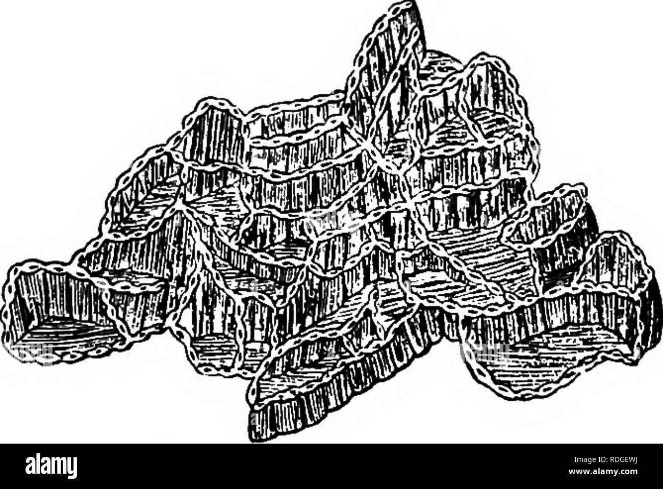 Species traits Cut Out Stock Images & Pictures - Alamy