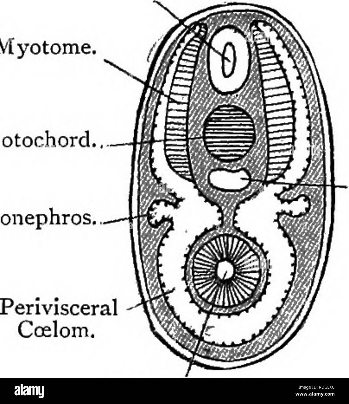 Embryo splitting hi-res stock photography and images - Alamy