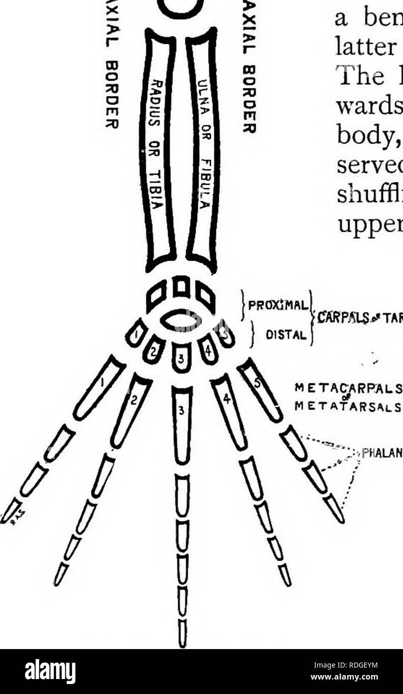 . Elementary text-book of zoology. CHORDATA. Fig. 301.—Diagram of THE ...