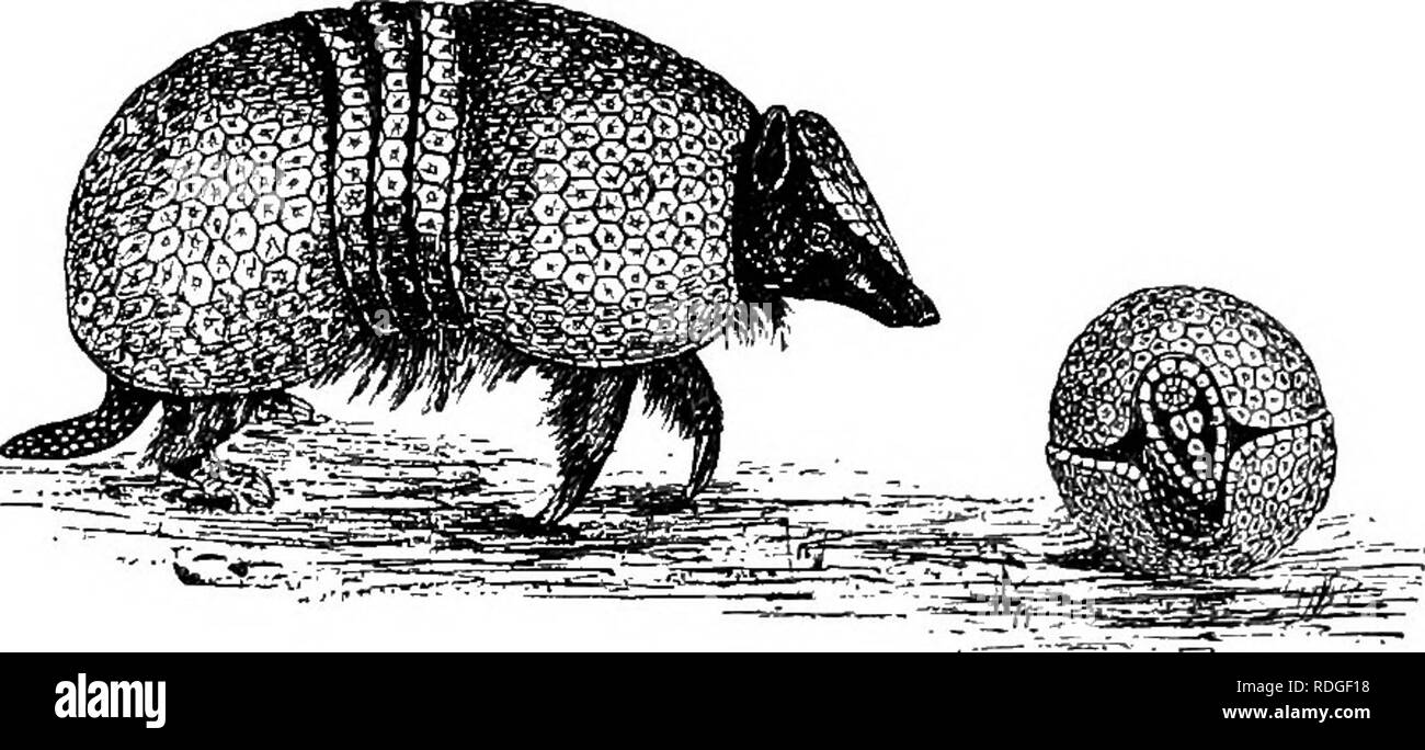 Thick bony scales hi-res stock photography and images - Alamy