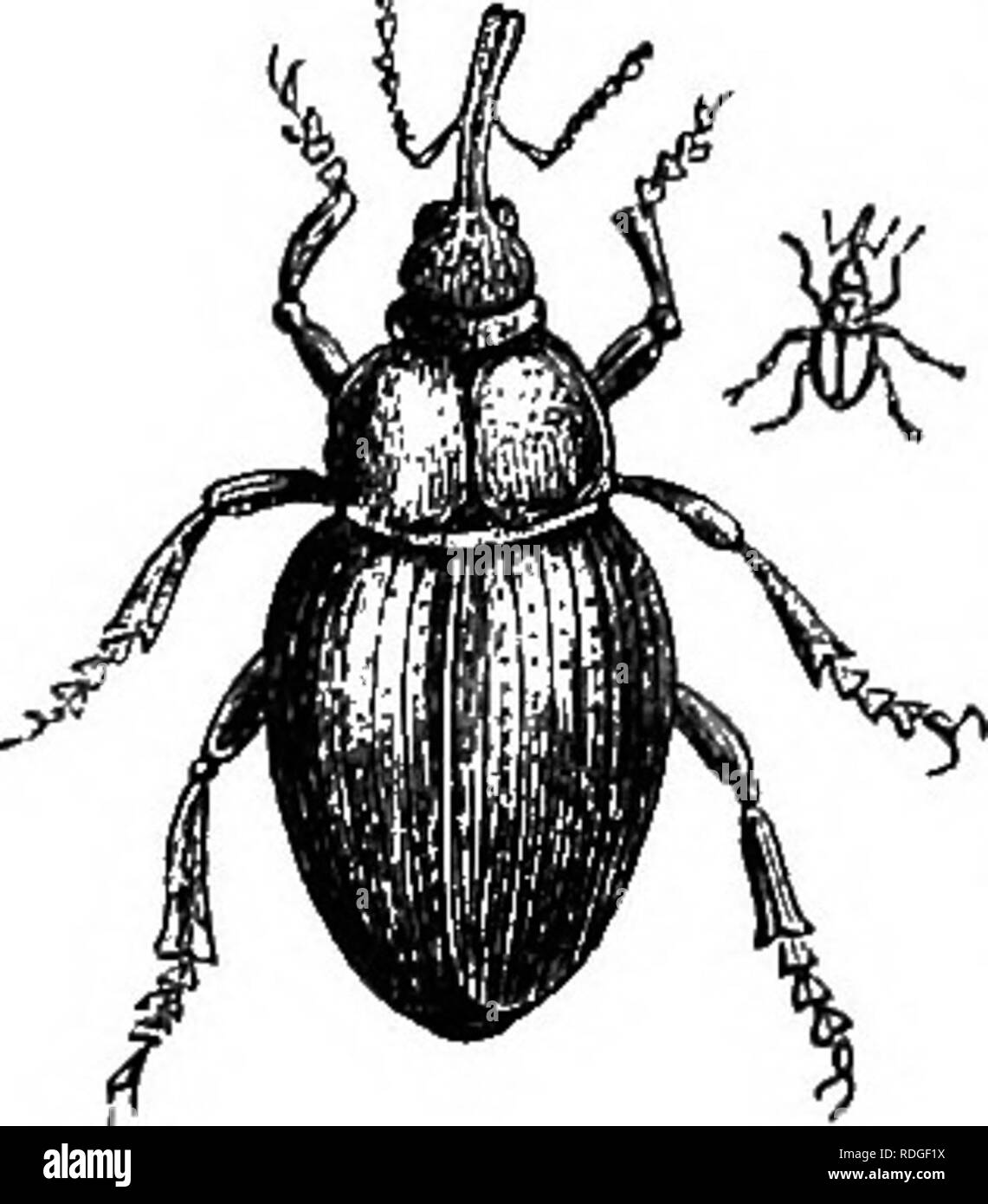 Curved claws hook Black and White Stock Photos & Images - Alamy