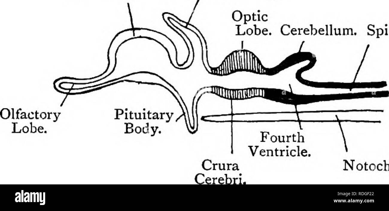 . Elementary text-book of zoology. VERTEBRATA. 407 fourth ventricle ...