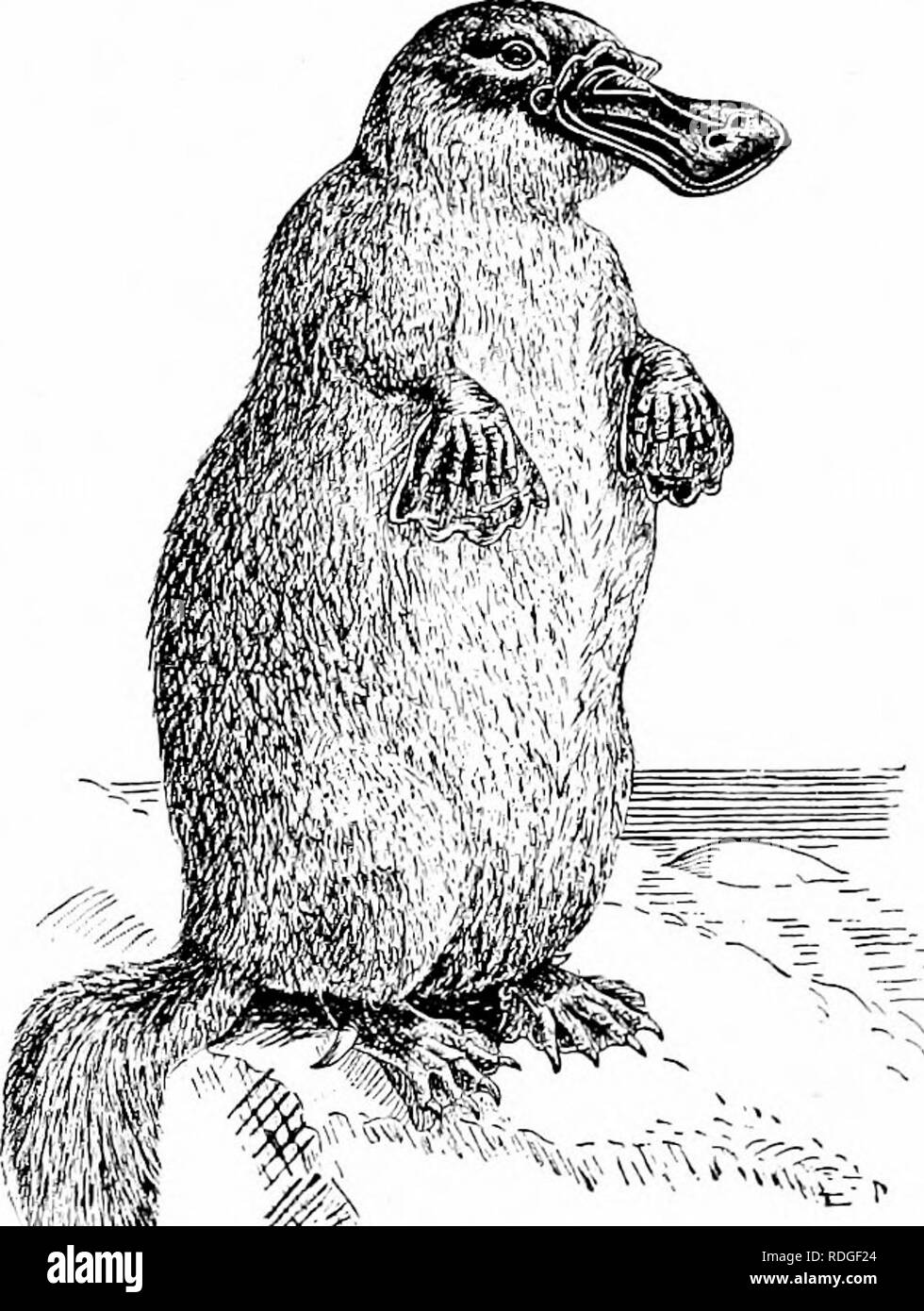 . A textbook in general zoology. Zoology. XXV. MAMMALS (conlinued ...