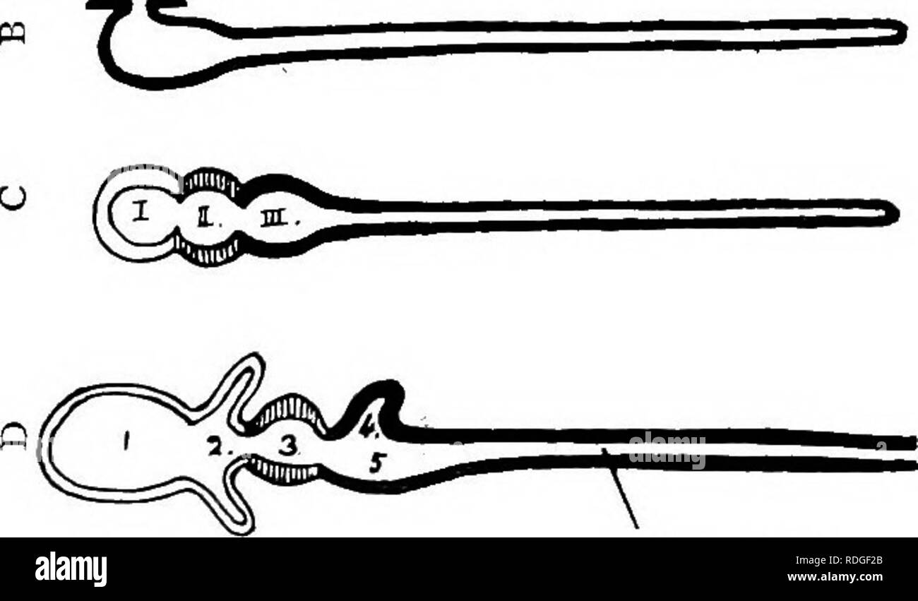 Primary vesicles hi-res stock photography and images - Alamy