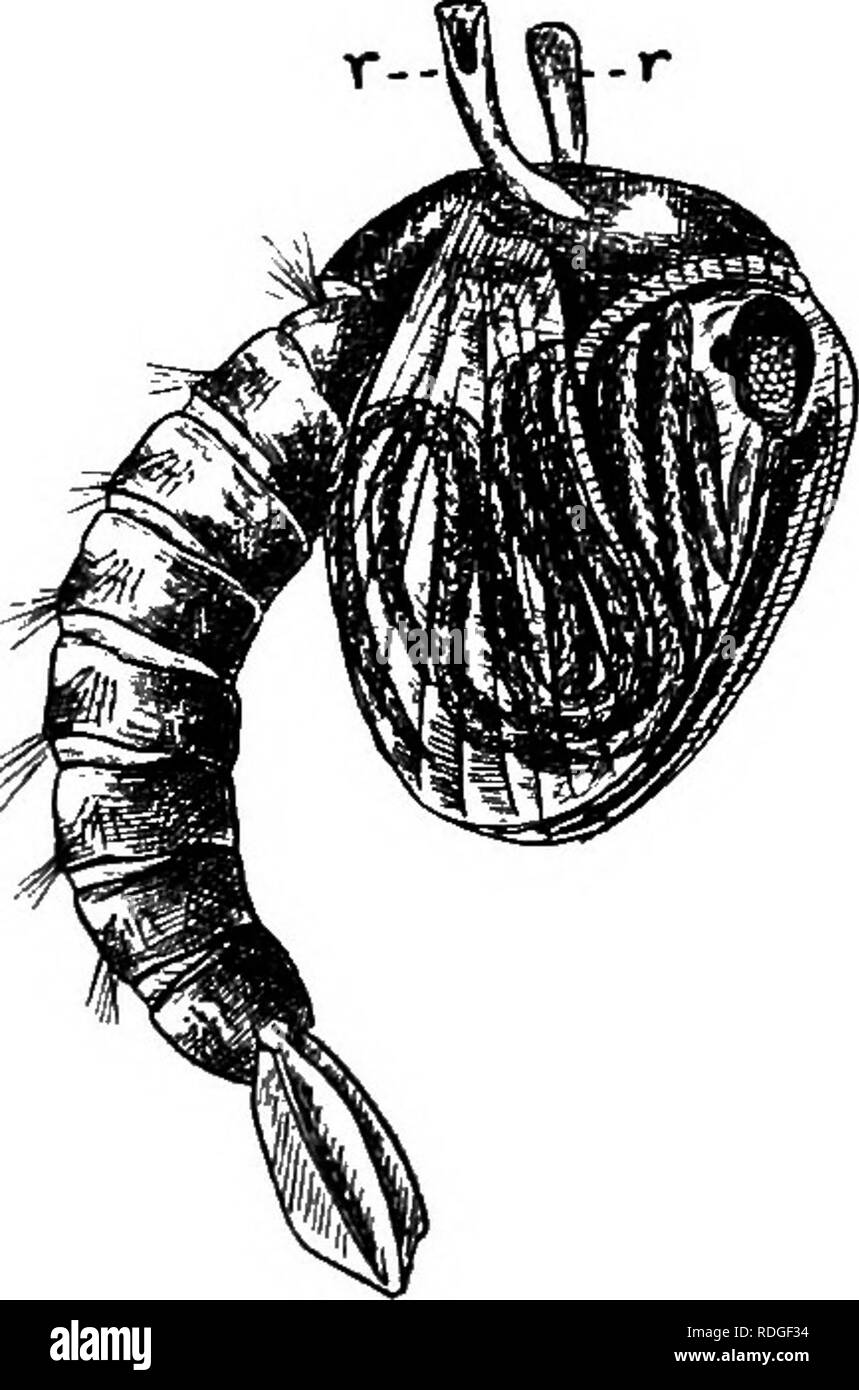 Diptera larva Black and White Stock Photos & Images - Alamy