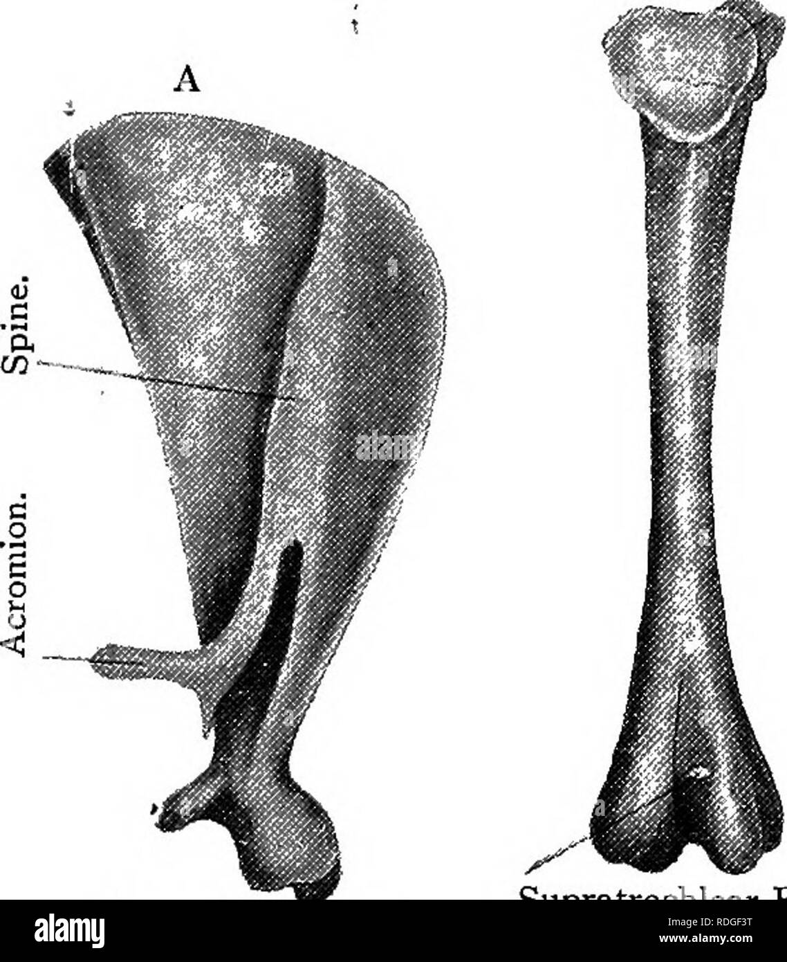 Bone rods hi-res stock photography and images - Alamy