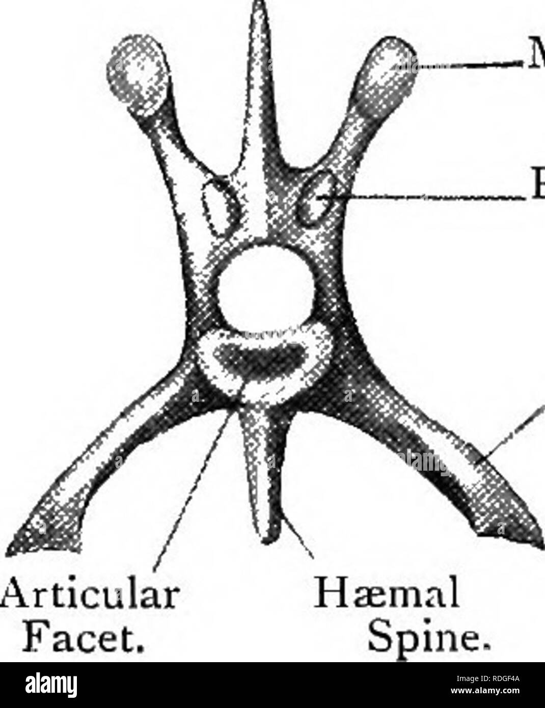 . Elementary text-book of zoology. Pre- zygapophysis. Fig. 286 ...