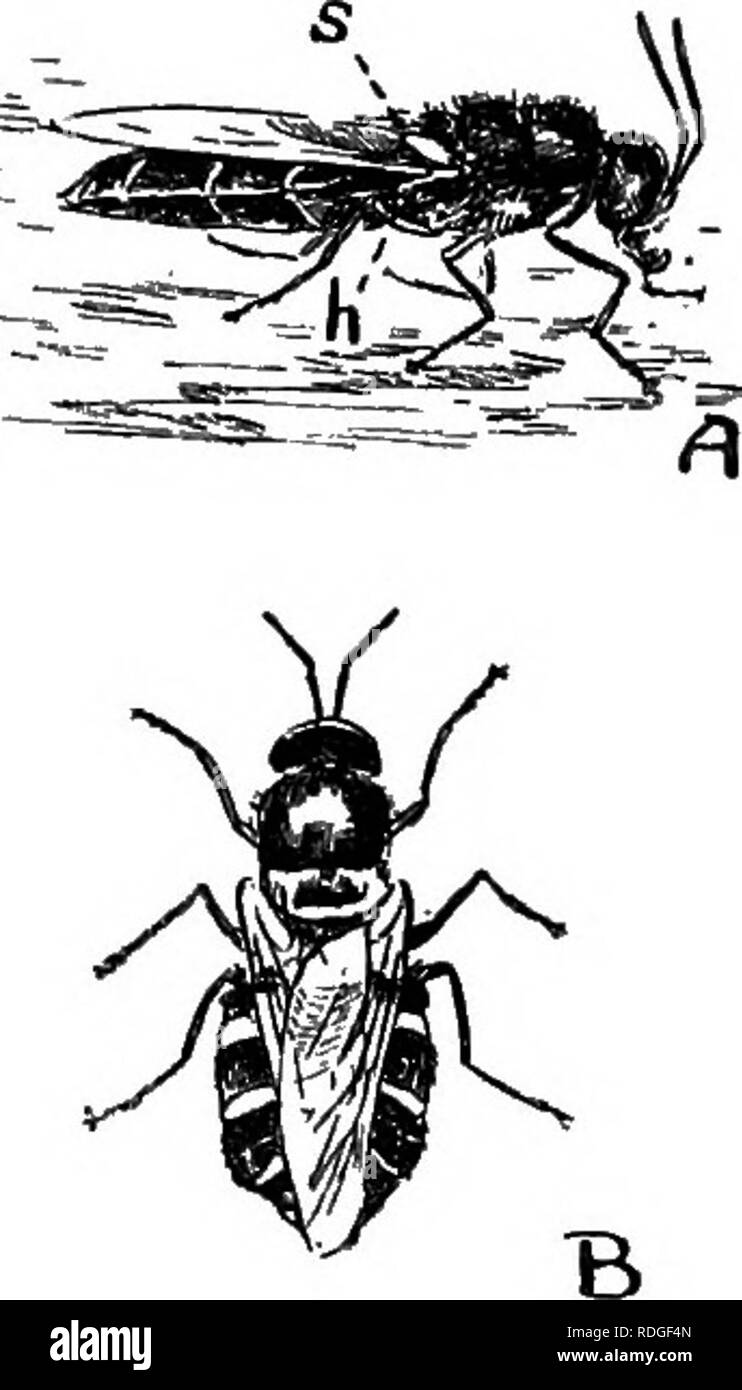 Stratiomyidae Black and White Stock Photos & Images - Alamy