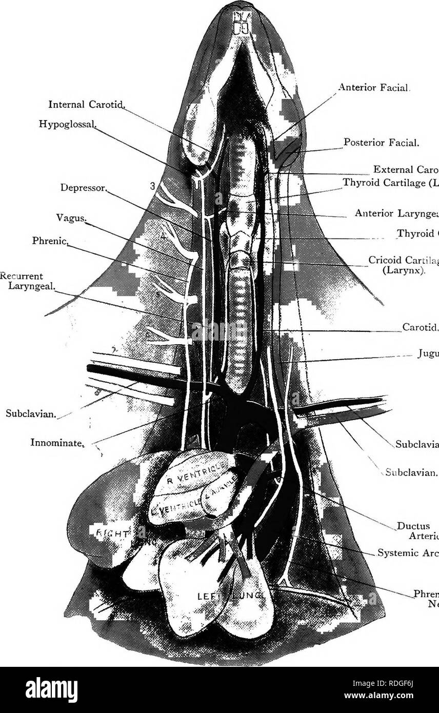 Facial arteries veins hi-res stock photography and images - Alamy