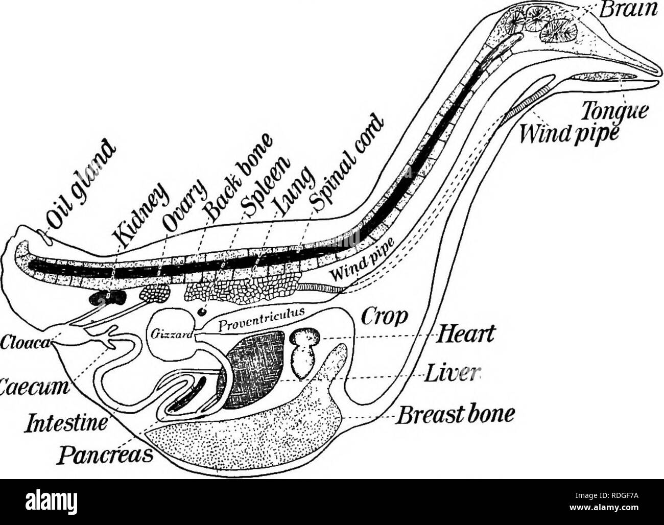 Liver mixed Black and White Stock Photos & Images - Alamy