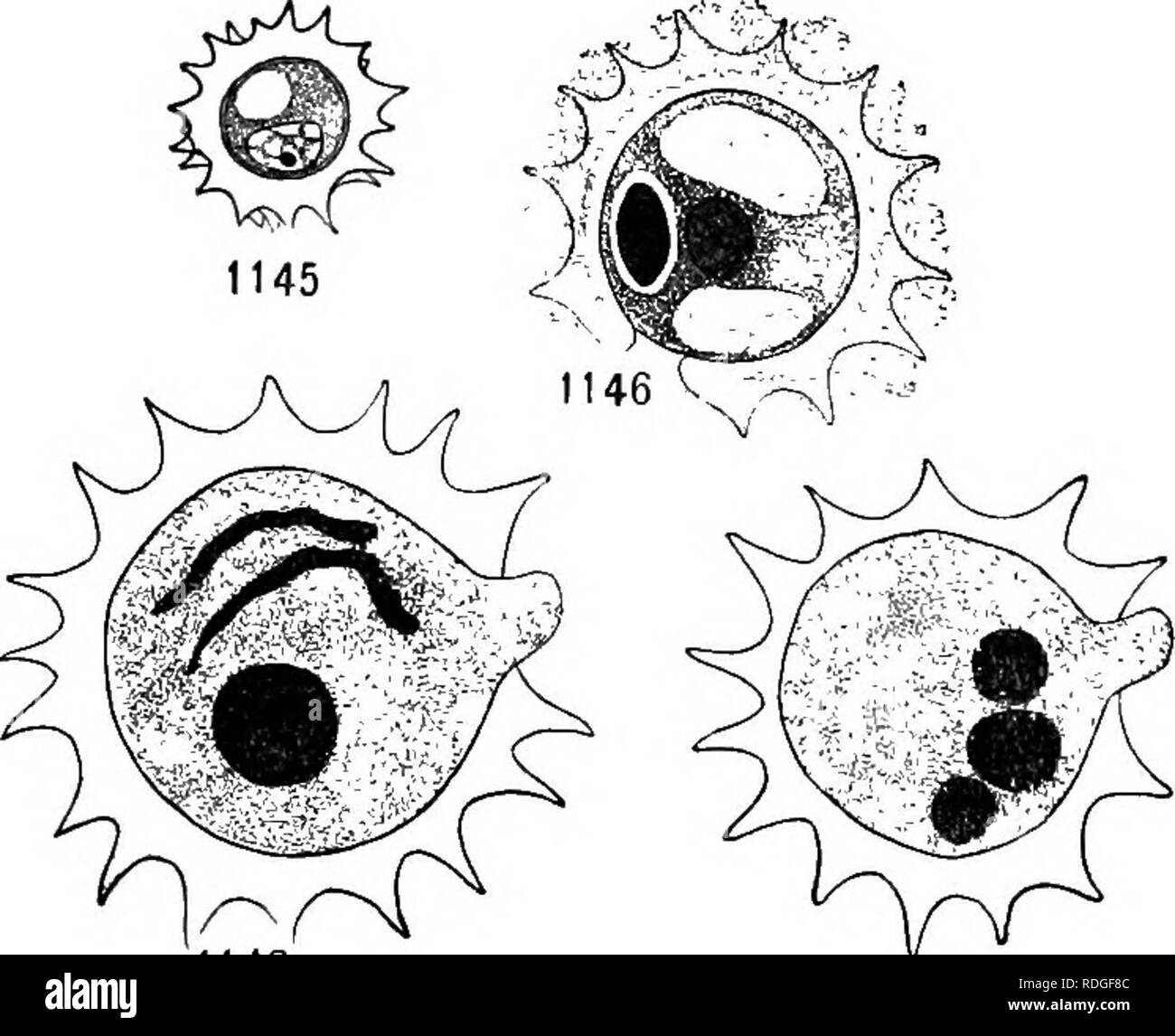 Lessens Cut Out Stock Images & Pictures - Alamy