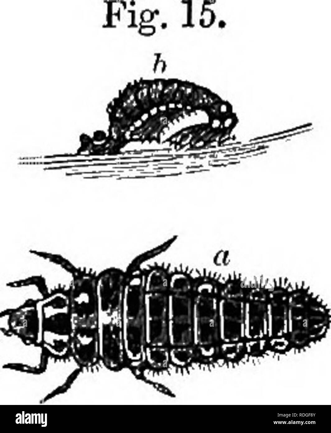 . The book of the garden. Gardening. WINGLESS FGMALB OP THE BEAN APHIS ...