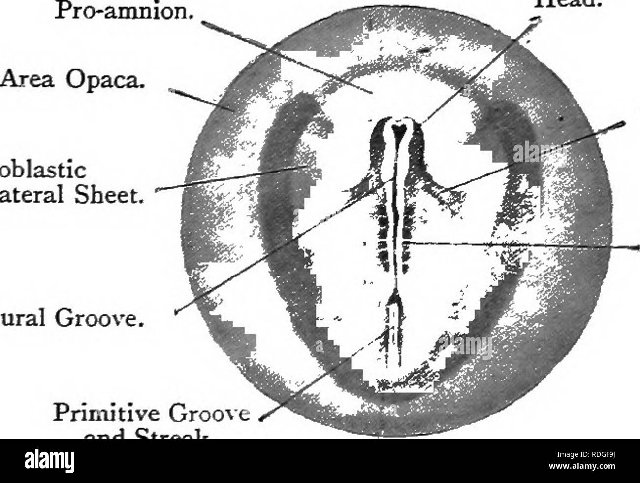 Vein of the head lateral view Cut Out Stock Images & Pictures - Alamy