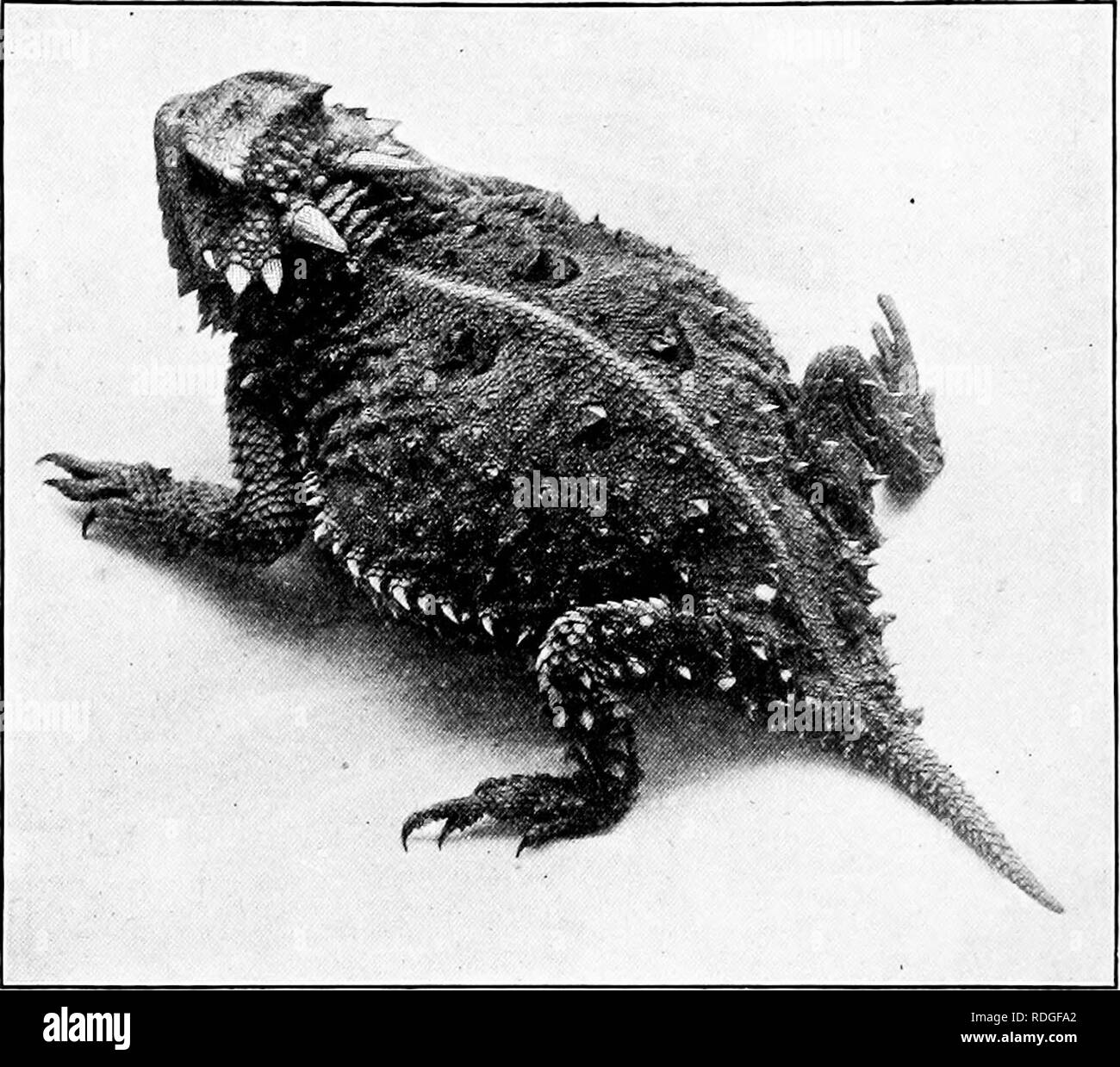 A texas horned lizard hi-res stock photography and images - Alamy