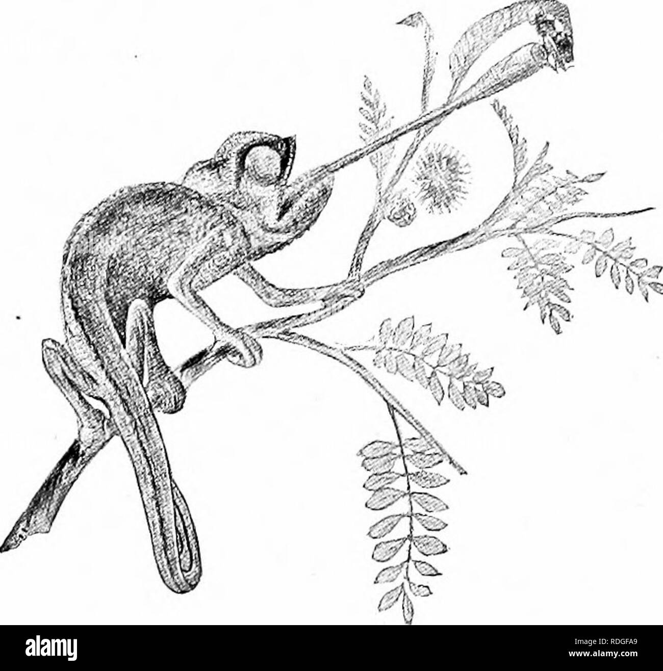 Seven different insects Cut Out Stock Images & Pictures - Alamy