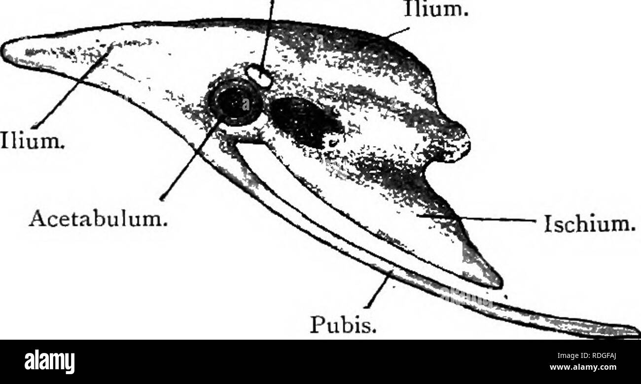 Ischiatic High Resolution Stock Photography and Images - Alamy