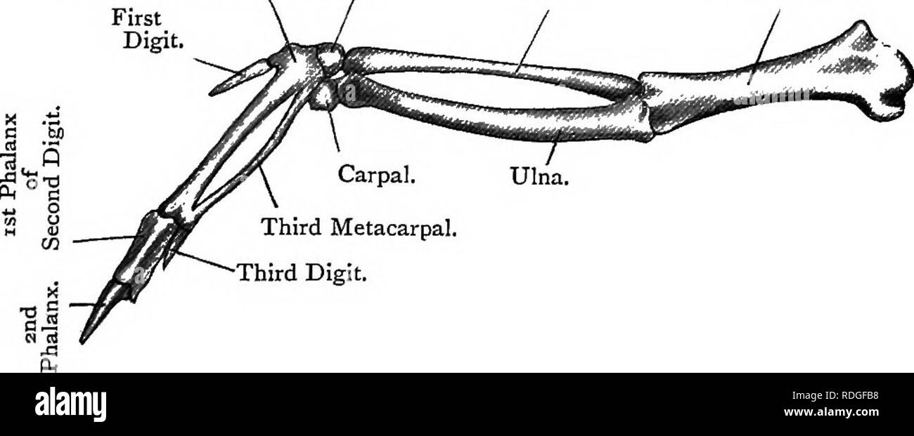 . Elementary text-book of zoology. COLUMBA. 373 compound bone so ...