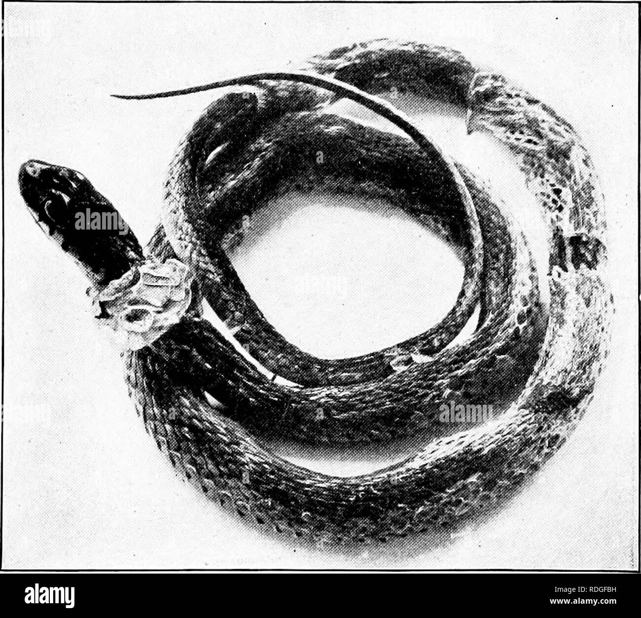 Snake shedding skin Black and White Stock Photos & Images - Alamy