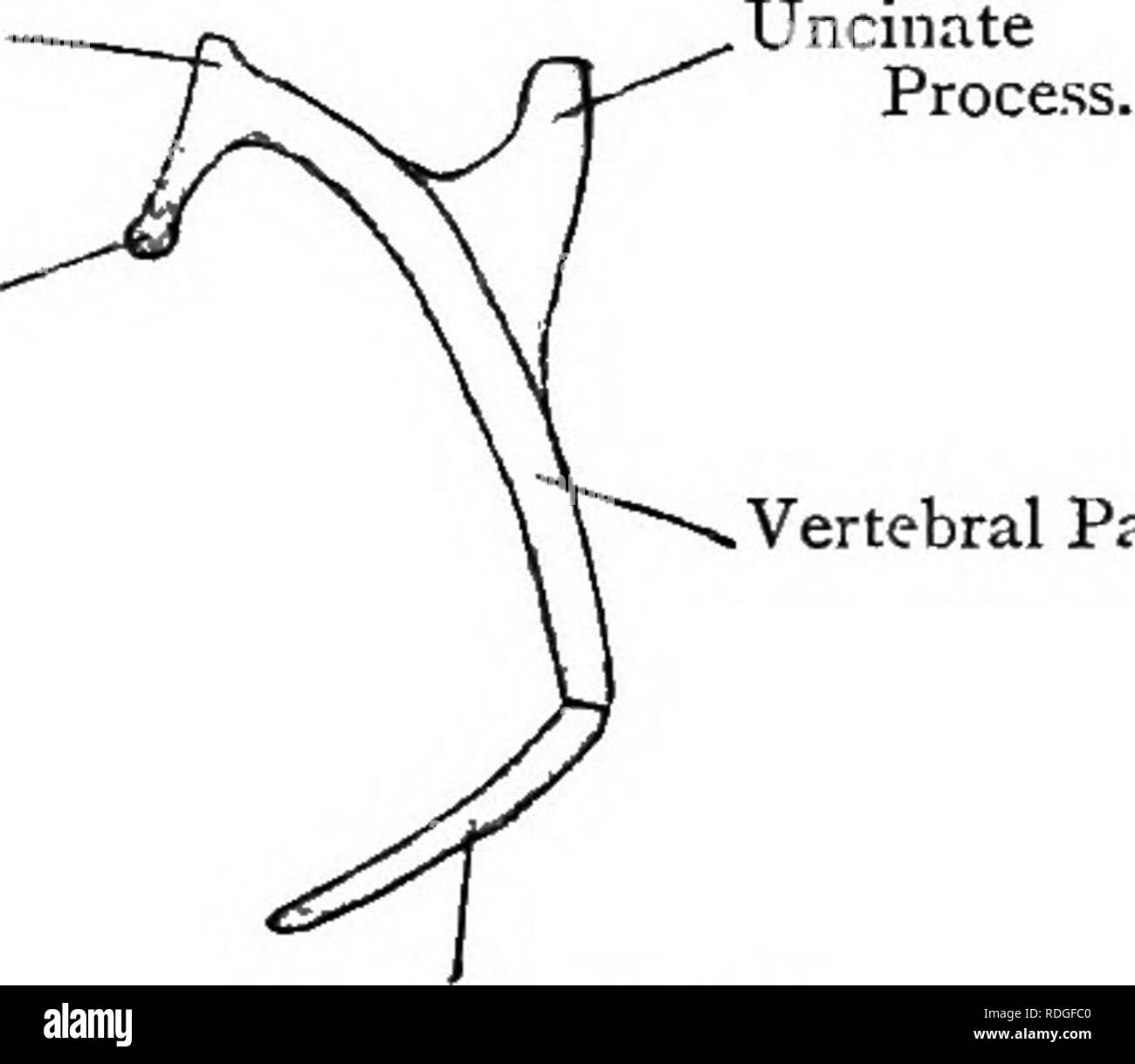 . Elementary text-book of zoology. . Vertebral Part. Sternal Part. the ...