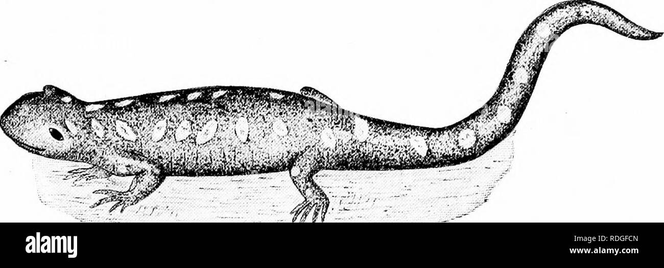 Body of a salamander Black and White Stock Photos & Images - Alamy